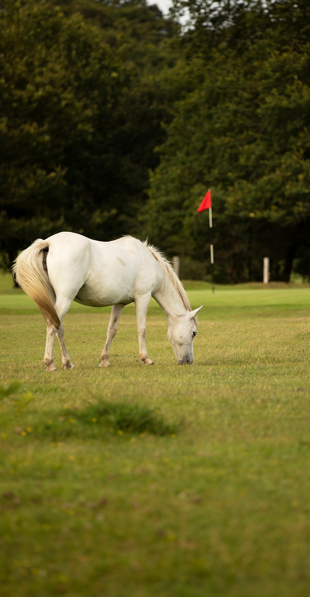 Bramshaw Golf Club in the New Forest, Hampshire